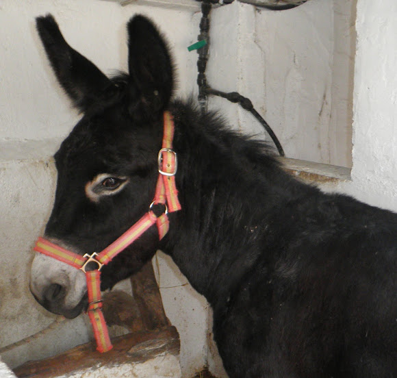 Burro catalán. Donkey | Project Noah