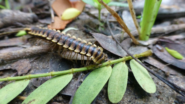 Armoured Millipede | Project Noah