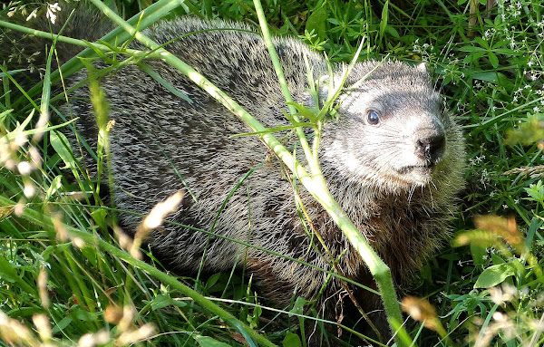Juvenile Groundhogs | Project Noah