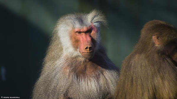 Papion sagrado | Project Noah