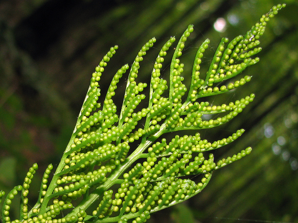 Cut-leaved Grape Fern | Project Noah