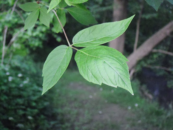 Ashleaf Maple aka Box-elder | Project Noah