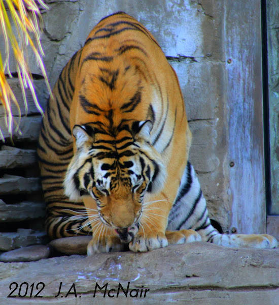 Siberian Tiger | Project Noah