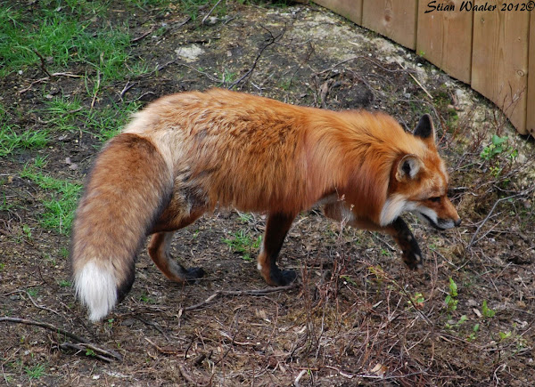 Red Fox | Project Noah