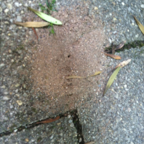 Ant Hill | Project Noah