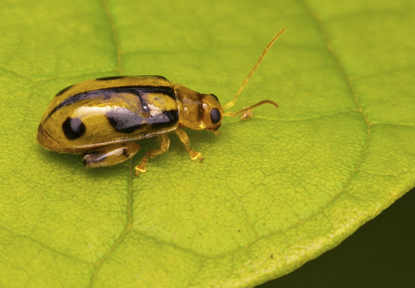 Leaf Bettle | Project Noah