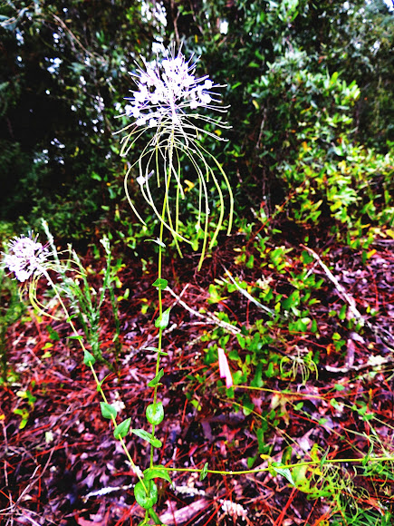 Clasping Warea | Project Noah