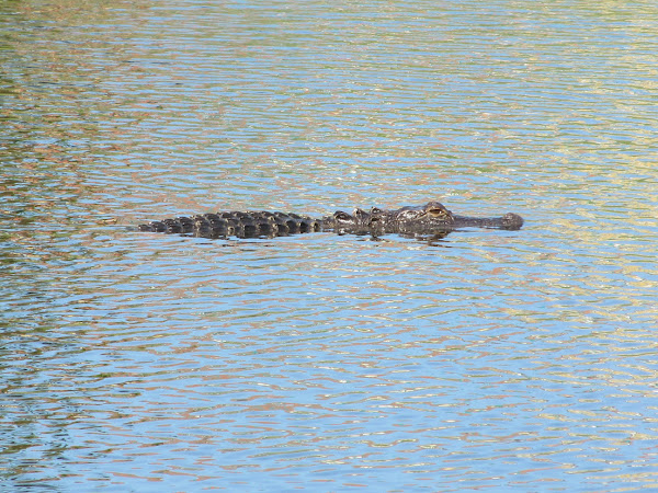 American Alligator | Project Noah