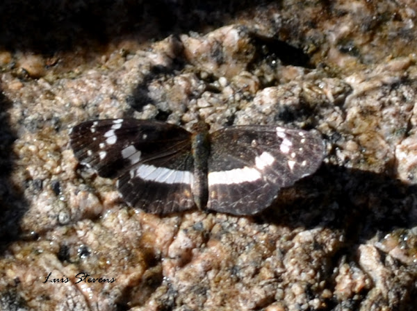 Mayan/Gray-based Crescent | Project Noah