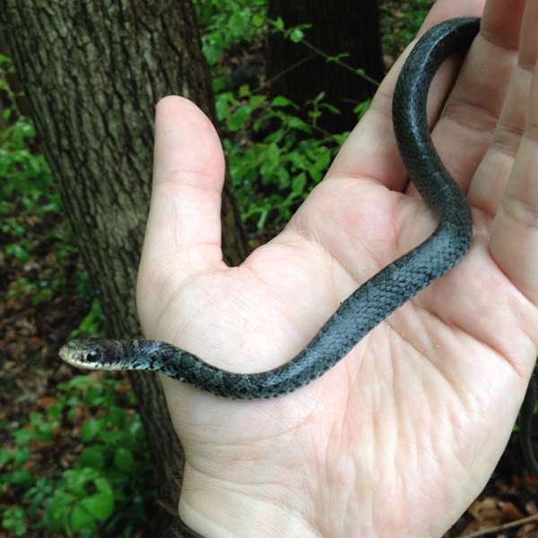 Northern black racer | Project Noah