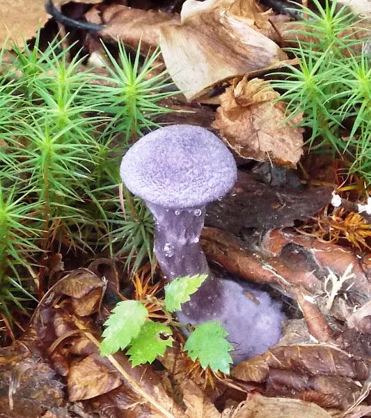 Violet Webcap | Project Noah