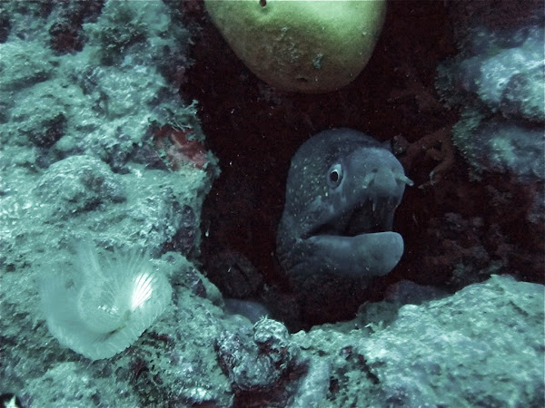 Mediterranean moray eel | Project Noah