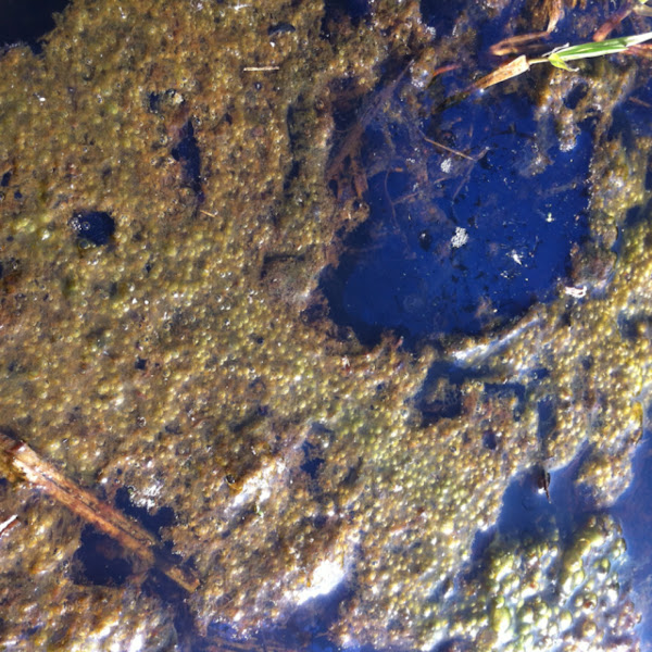 filamentous green algae | Project Noah