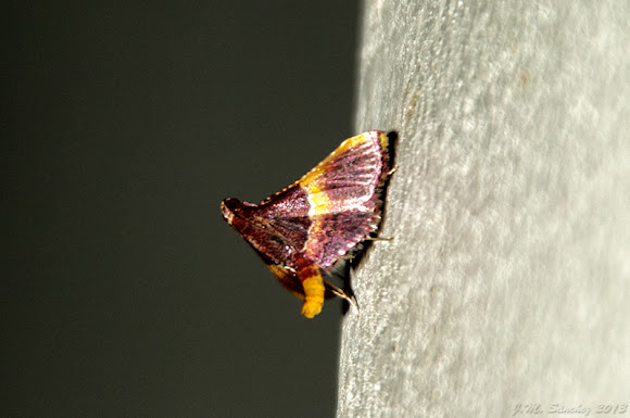 Pyralidae Moth | Project Noah