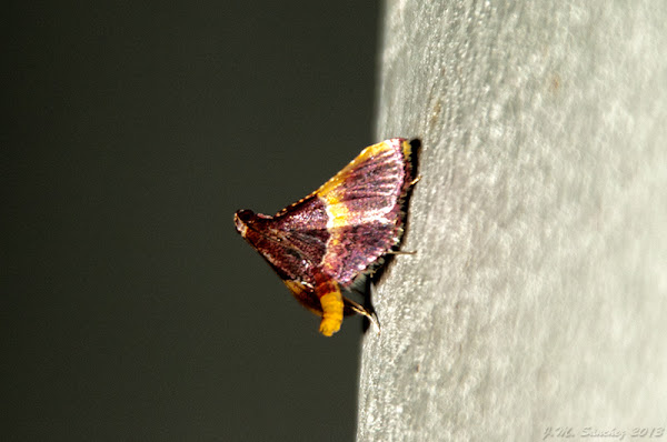 Pyralidae Moth | Project Noah