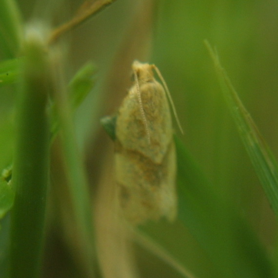 Garden Tortrix | Project Noah