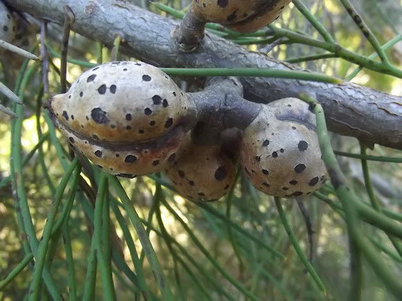 Sweet Hakea | Project Noah