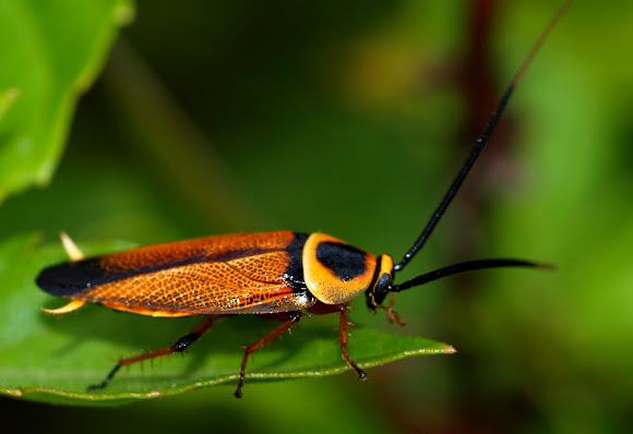 Cockroach | Project Noah