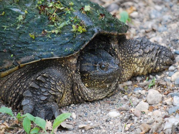 Common Snapping Turtle | Project Noah
