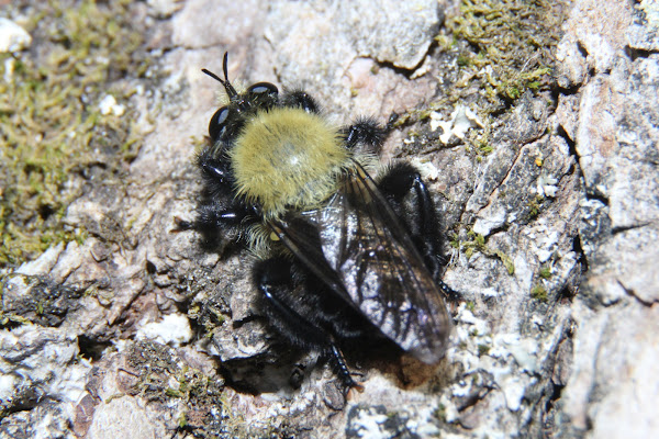 Bumblebee Mimic Robber Fly | Project Noah