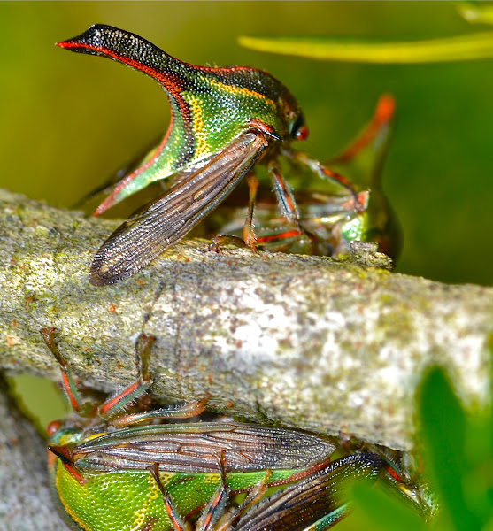 Thorn Treehopper | Project Noah