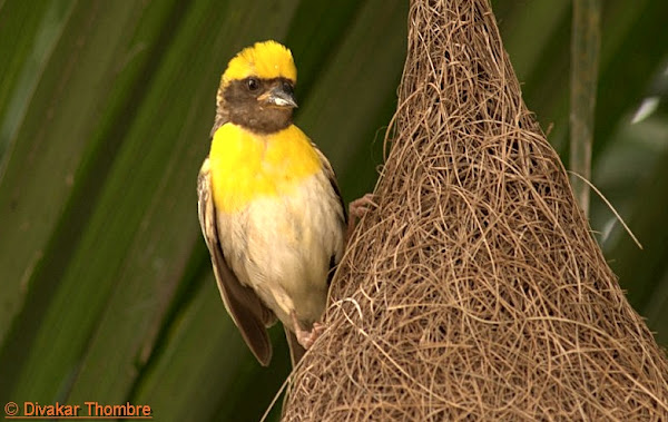 Baya Bird | Project Noah