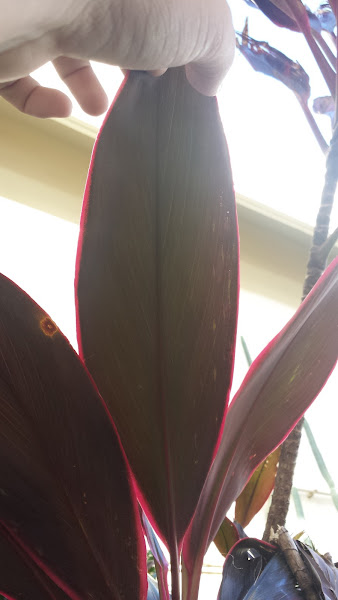 Red Ti Leaf | Project Noah