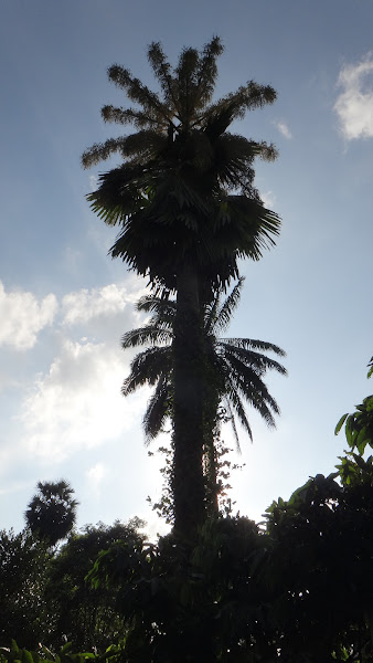 Talipot Palm | Project Noah