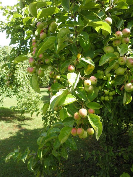 Manzano. Apple tree | Project Noah