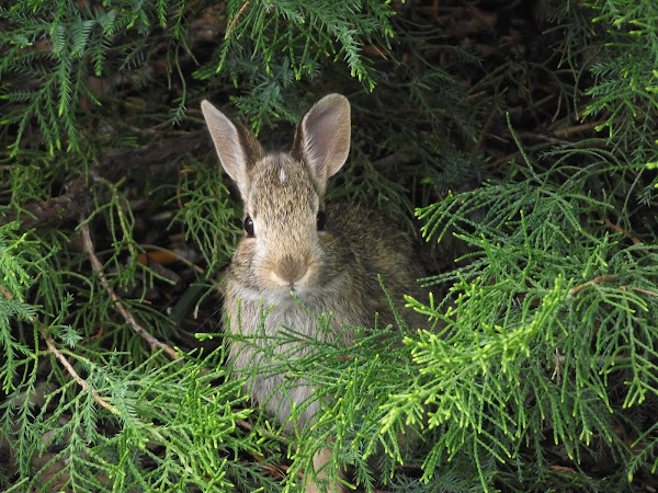 Eastern Cottontail Rabbit | Project Noah