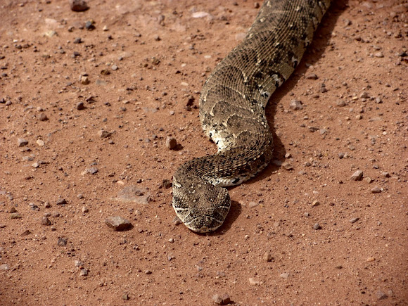 Puff adder | Project Noah