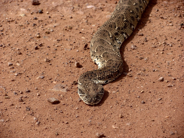 Puff adder | Project Noah