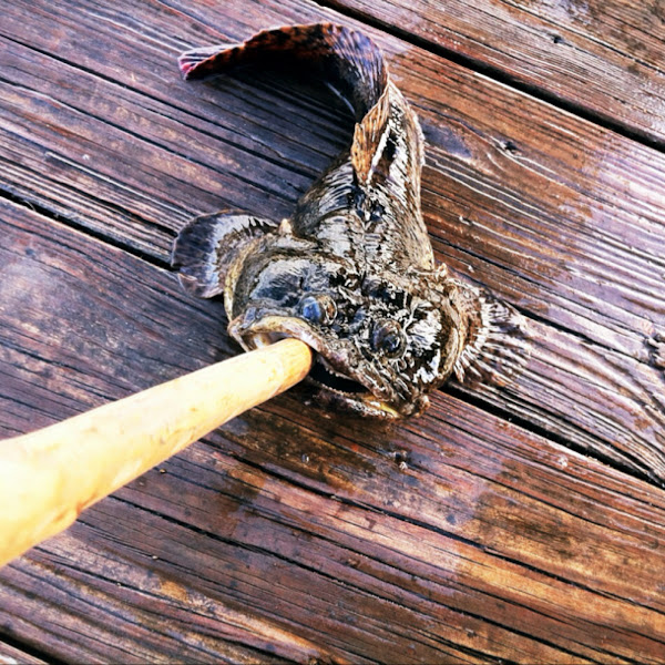 Monkfish | Project Noah