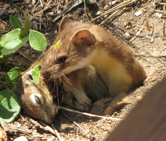 Long-tailed Weasel | Project Noah