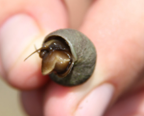 Periwinkle Snail | Project Noah