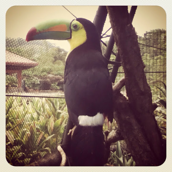 Toucan | Project Noah
