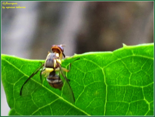 Philippine Fruit Fly | Project Noah