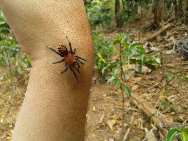 Costa Rican Suntiger Tarantula | Project Noah