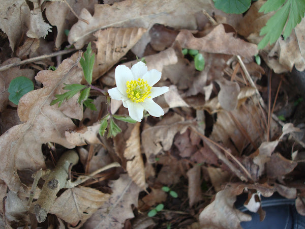 Eight petals Wood anemone / Šumarice 8 latica | Project Noah