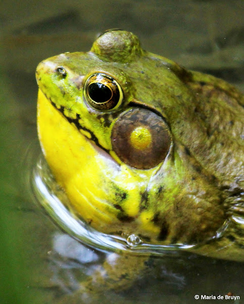 Green or bronze frog | Project Noah