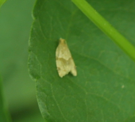 Garden Tortrix | Project Noah