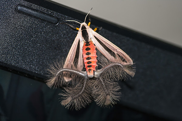 Arctiidae Moth | Project Noah