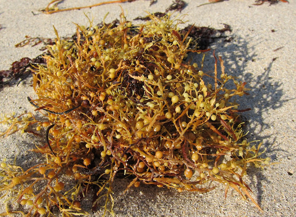 Sargassum sea weed | Project Noah