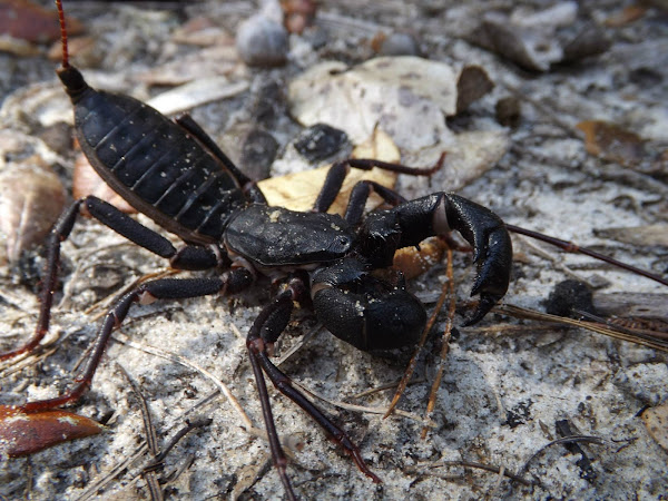 Vinegaroon | Project Noah