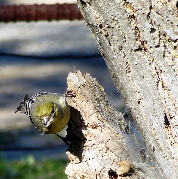 Lesser Gold Finch | Project Noah
