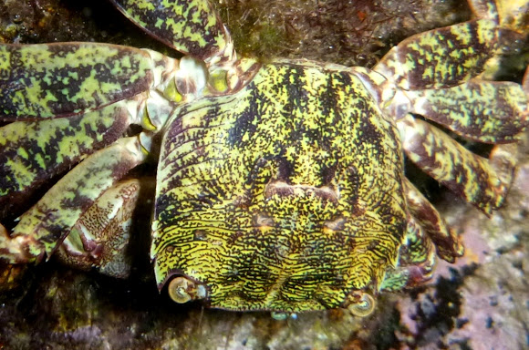 Marbled crab. Cangrejo corredor | Project Noah