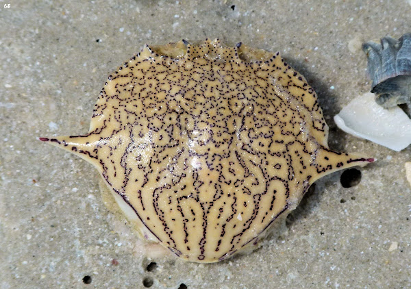 flower moon crab | Project Noah