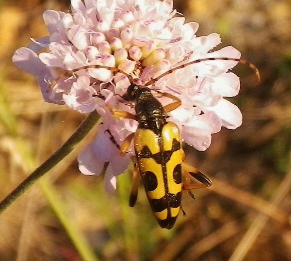 Black-and-yellow Spotted Longhorn Beetle | Project Noah