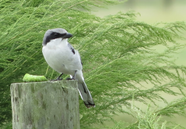 Loggerhead Shrike/Butcher Bird | Project Noah