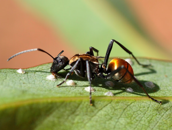 Golden-tailed Spiny Ant | Project Noah